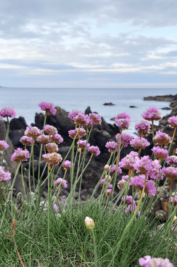 Taster Tours: A Guided Walking Tour of Portavo and Orlock at National ...
