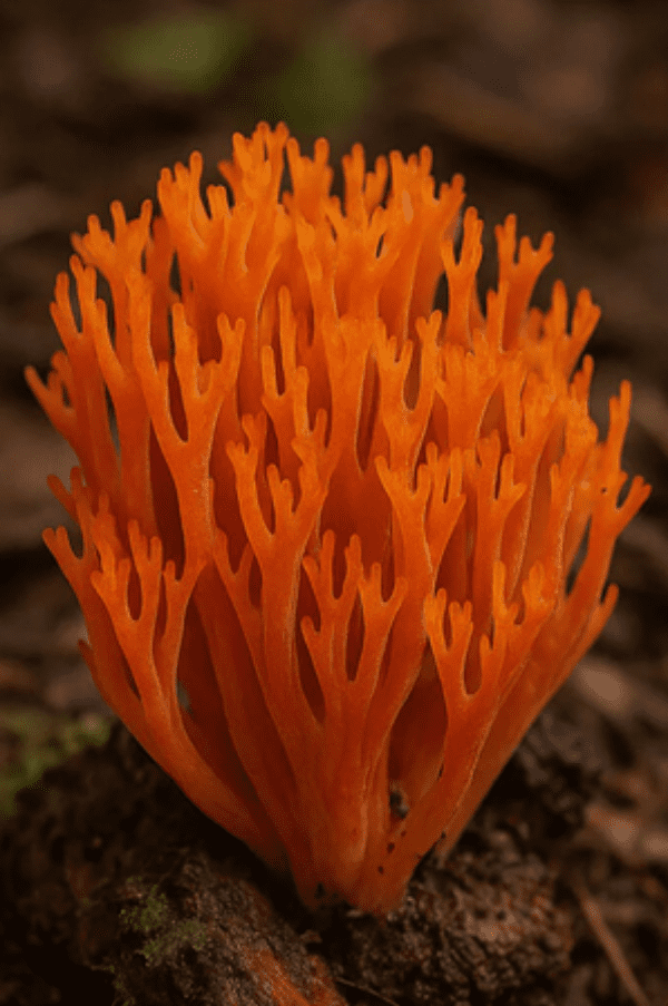 CLYNE GARDENS FUNGI FESTIVAL 2025 - Fungi Walk #2 in Clyne Gardens with ...