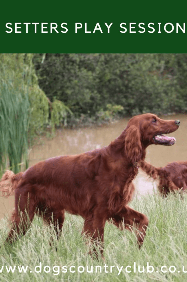 English, Irish, and Gordon Setters Off-Lead Play Sessions at Dogs ...