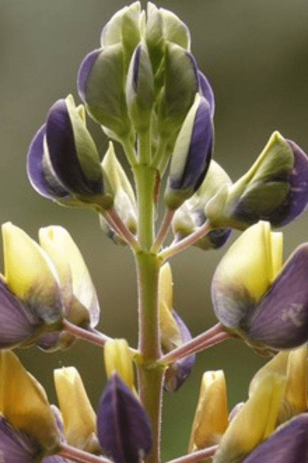 The Ancestral and Divine: Plant-Human Relationships workshop at ...